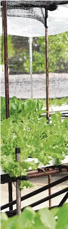 Hobby to harvest: BlueAcres’ journey in sustainabl­e farming - PressReader