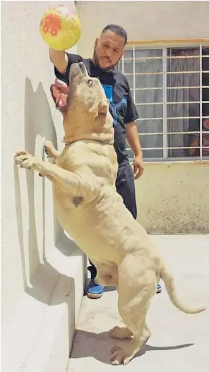 Violent inbred dog spawned half of Britain’s XL Bullies - PressReader