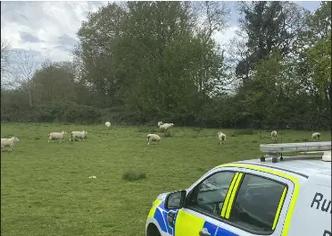 Rural crime gangs ‘inflicting misery’ on Kent farmers - PressReader