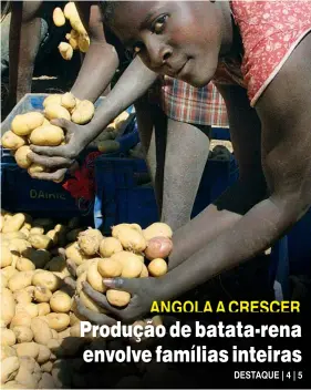 Produção de batata-rena envolve famílias inteiras - PressReader