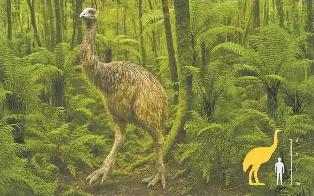 Can extinct bird moa be revived? - PressReader
