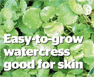 Easy-to-grow watercress good for skin - PressReader