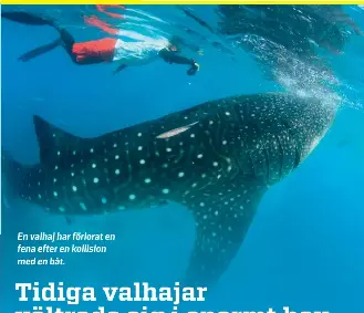 Tidiga valhajar vältrade sig i enormt hav - PressReader