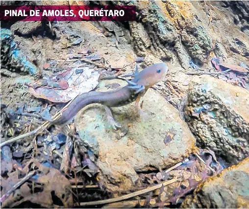 UNA CITA CON EL AJOLOTE - PressReader