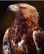 Soaring Sights - PressReader