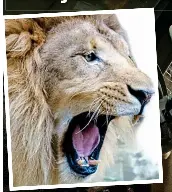 Idris runs into big cat trouble... again - PressReader