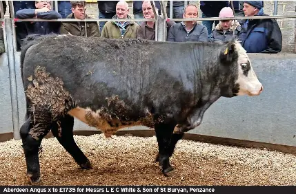 TRURO LIVESTOCK MARKET - PressReader