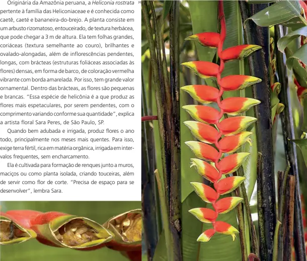 Helicônia - PressReader