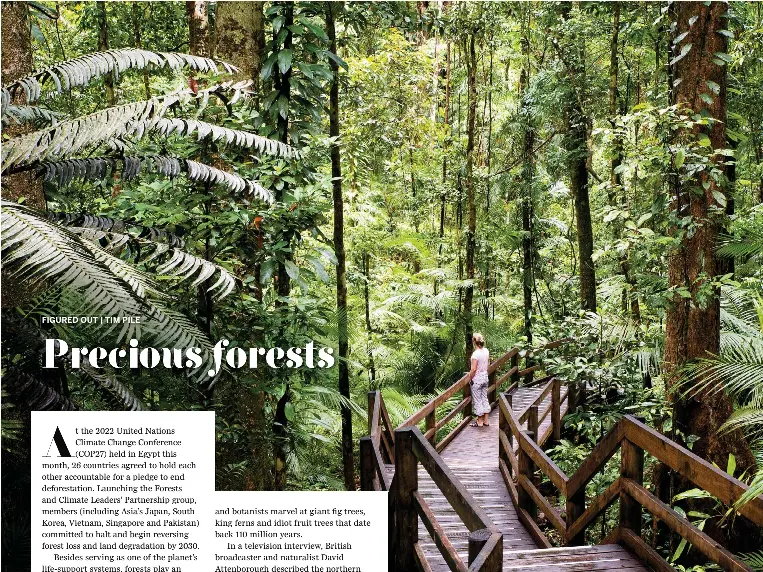 Precious forests - PressReader