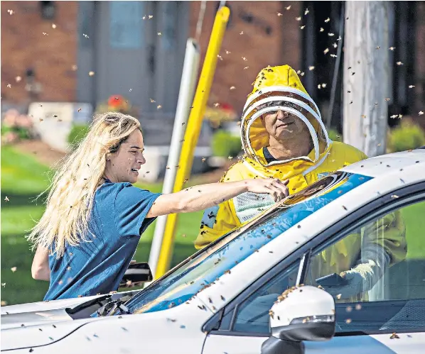 Commuter chaos after five million bees fall from truck - PressReader