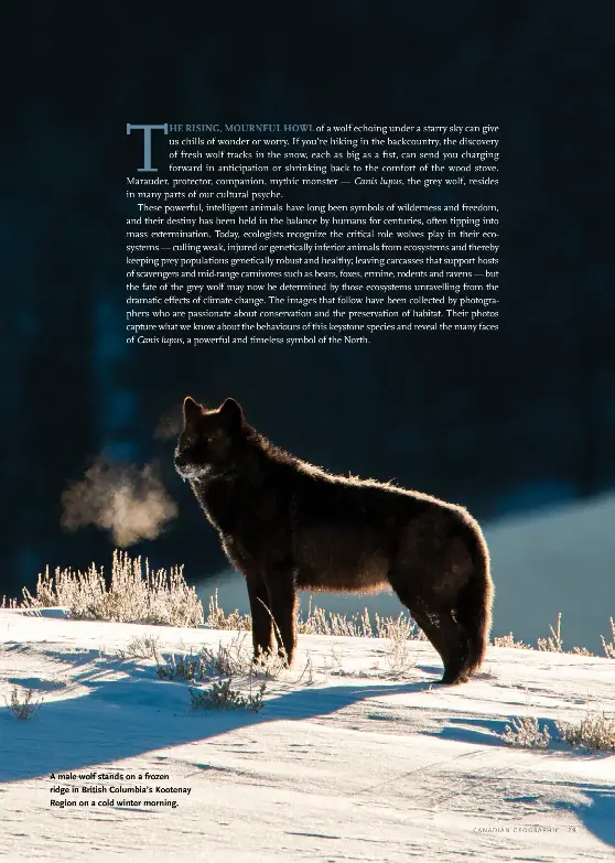 WOLF WAYS - PressReader