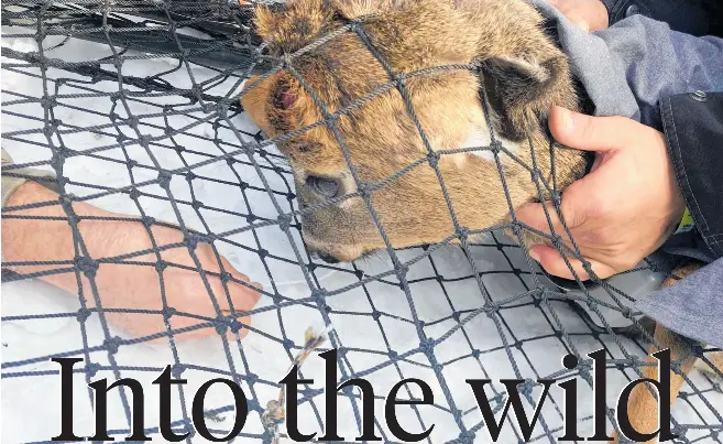 Into the wild - PressReader