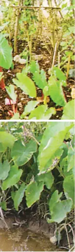 GABI: AN INDIGENOUS VEGETABLE OF THE PHILIPPINE­S - PressReader