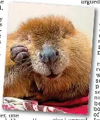 Nibi the beaver and a lifeline for Phillip Schofield - PressReader
