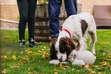 Dogs Trust gives eggs-pert advice on how to have a dog-friendly Easter - PressReader