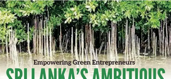 SRI LANKA’S AMBITIOUS INITIATIVE FOR MANGROVE RESTORATIO­N - PressReader