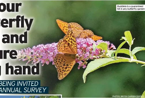 Create your own butterfly paradise and give nature a helping hand - PressReader