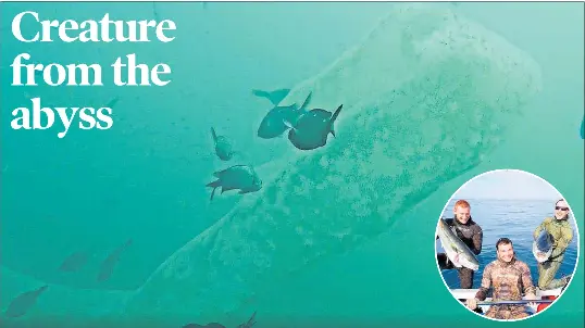 CLOSE ENCOUNTER WITH STRANGE SEA CREATURE - PressReader