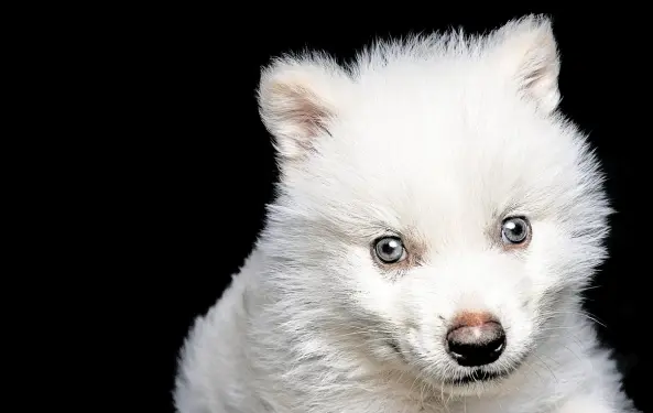 Vrsta vuka strahovuk prva je oživljena izumrla životinja - PressReader