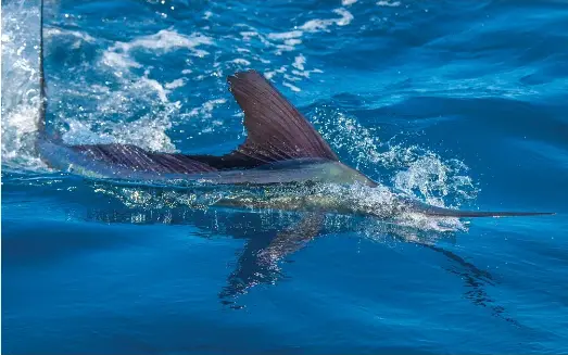 ADAPTING TO THE BITE - PressReader