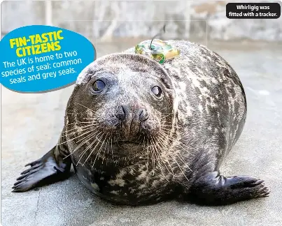 Tracking seal pups’ epic journeys - PressReader