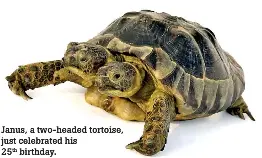 Two-Headed Tortoise Janus celebrates 25th birthday - PressReader