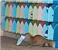 ANIMALS BEHAVING BADLY - PressReader