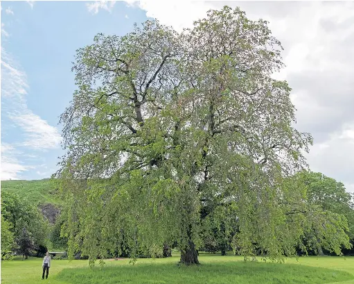 Royals branching out...as ‘extinct’ elm trees take root in palace ...