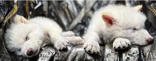 How the howl of the dire wolf is being heard for the first time in ...