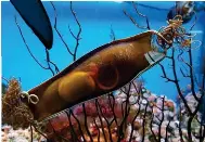 Als wat jy wil weet oor haaie - PressReader