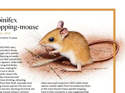 Spinifex hopping-mouse - PressReader