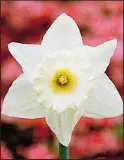 Your guide to daffodils - PressReader