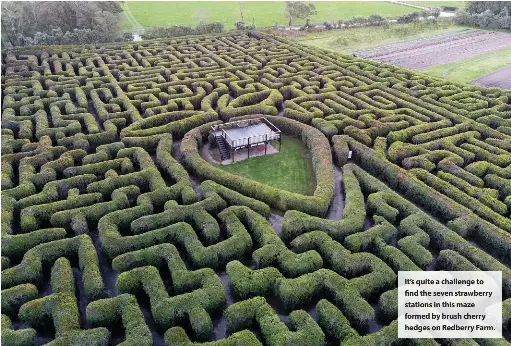 Climb to the top of a giant strawberry - PressReader