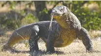 Komodo dragon's teeth coated with iron - PressReader