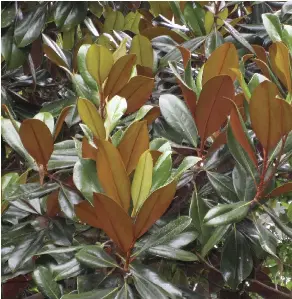 Choosing the Perfect Magnolia Tree - PressReader