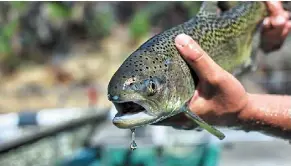 Endangered, neglected species - PressReader