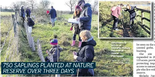 Volunteers’ tree-mendous effort - PressReader