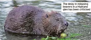 Nature agency accused of stalling over beaver release - PressReader
