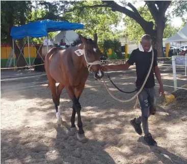 Mixed Sale ends with 29 lots sold for $31 million - PressReader