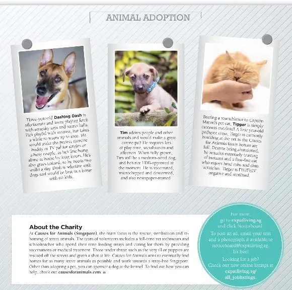 ANIMAL ADOPTION - PressReader