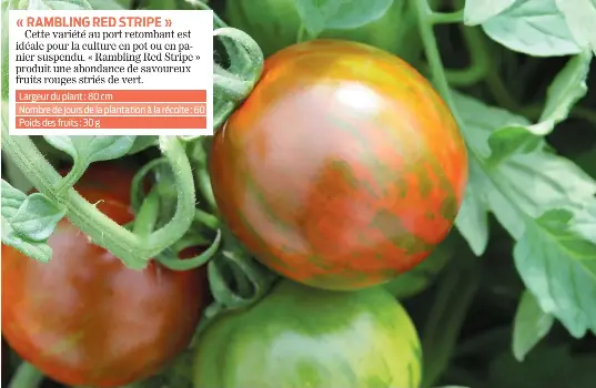 Mini tomates pour petits balcons - PressReader