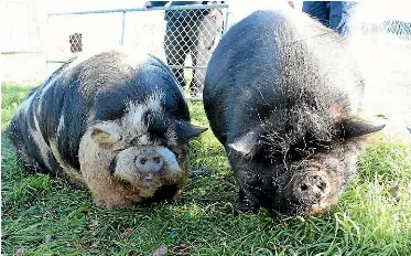 Morbidly obese pigs drop bakery diet - PressReader