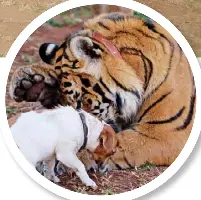 Hard life for Panjo the tiger - PressReader