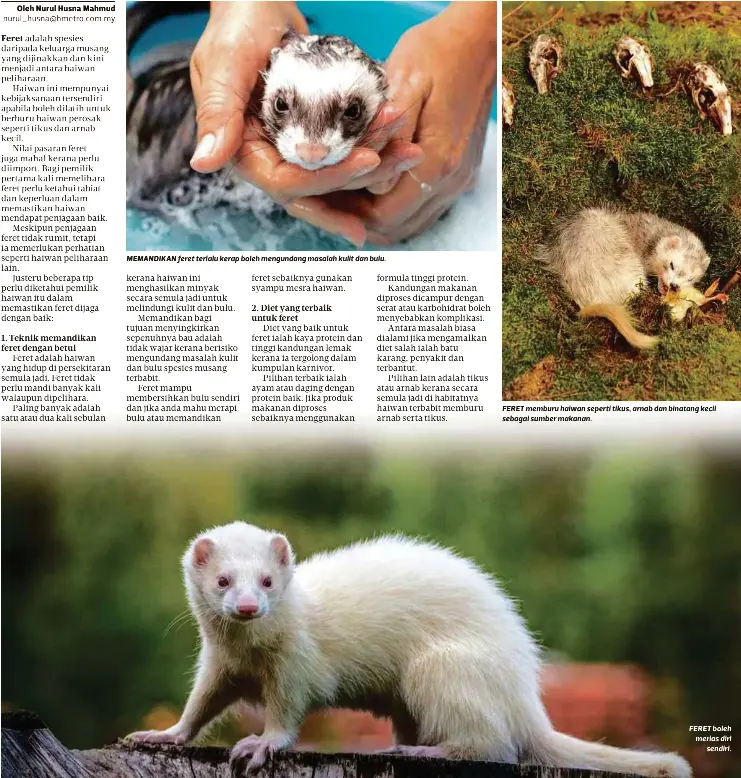 TIP MUDAH BELA FERET - PressReader