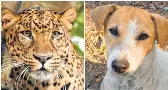 Leopards, dogs dominate Legislativ­e Assembly debate - PressReader