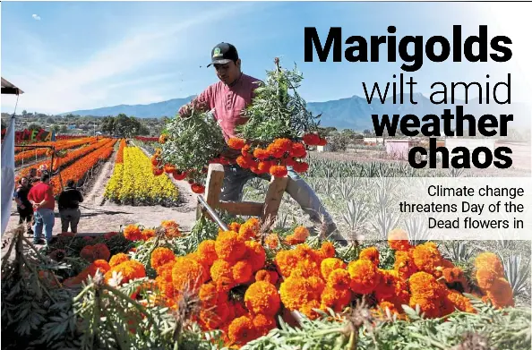 Marigolds wilt amid weather chaos - PressReader