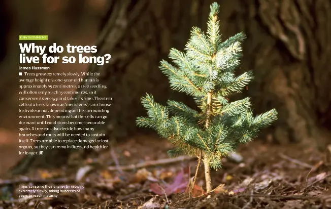 Why do trees live for so long? - PressReader