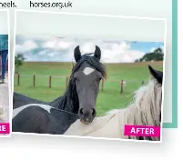 RESCUE UPDATE - PressReader