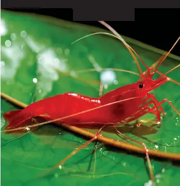Red Prawns for Rugby Star Jiuta Wainiqolo - PressReader