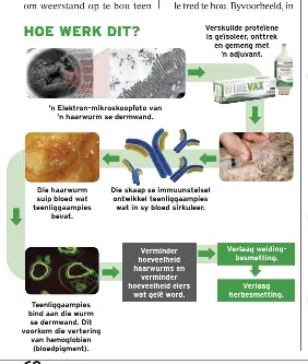 Ent skape betyds teen haarwurm in - PressReader